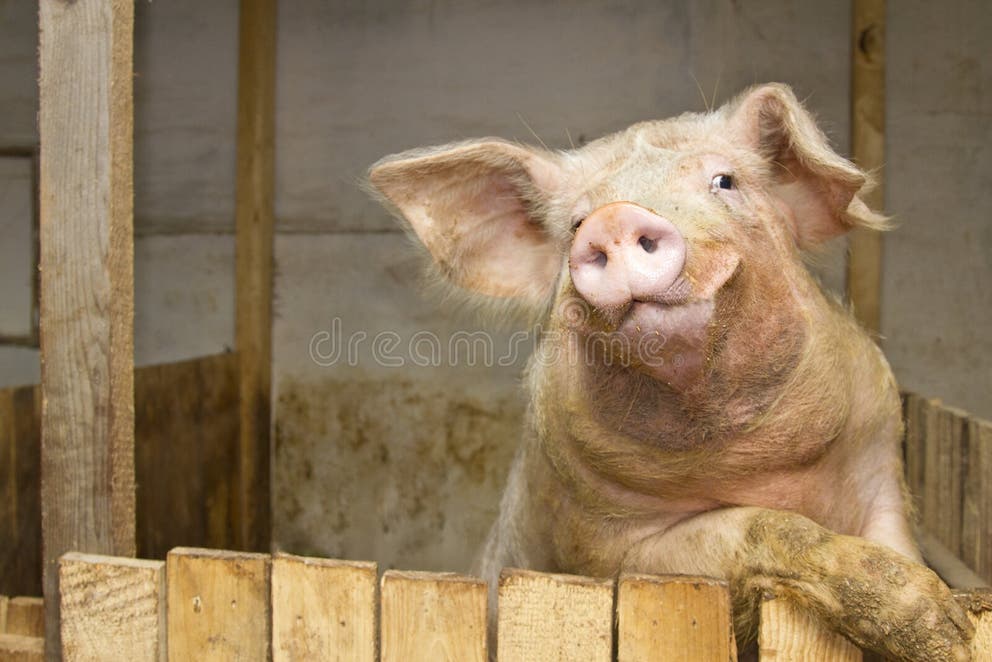 Pig standing up stock photo. Image of pigs, female, piglet - 29102398