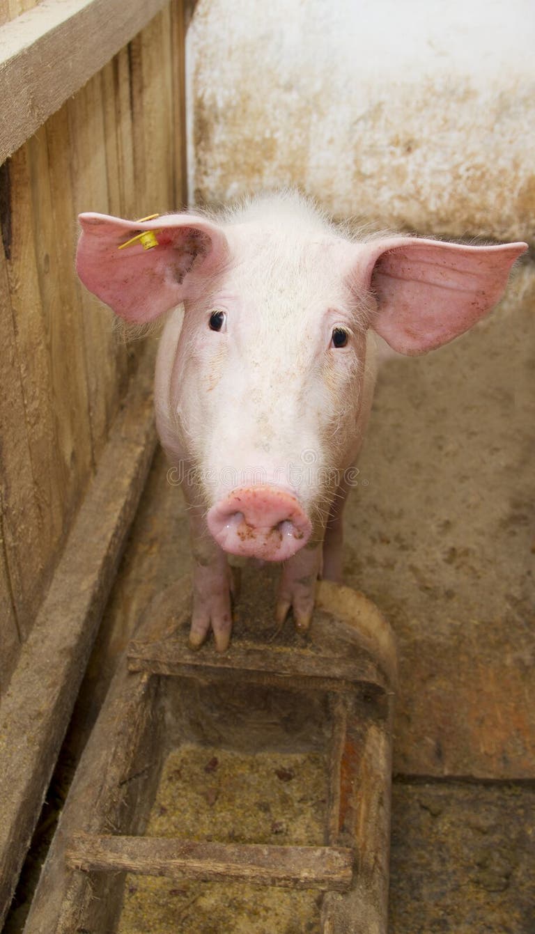 8,319 Pig Standing Stock Photos - Free & Royalty-Free Stock Photos from ...