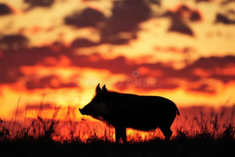 A Pig Stands in a Sunny Field during Sunset Stock Photo - Image of ...