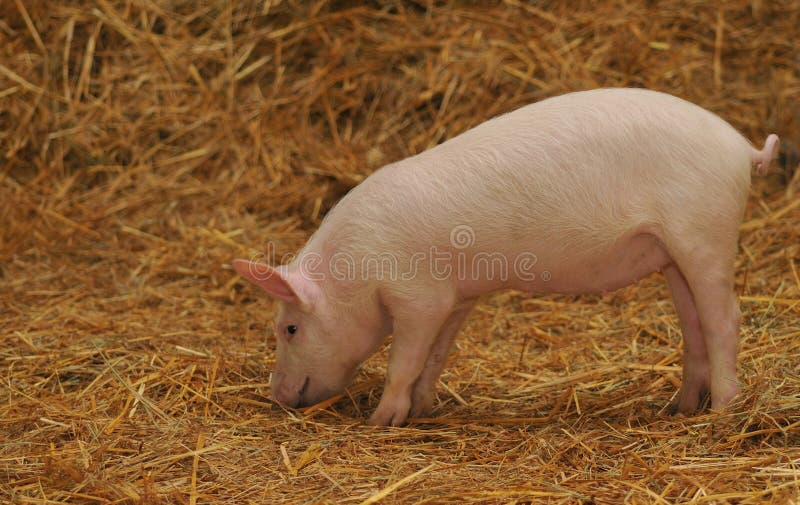A pig in straw stock photo. Image of pets, snout, piglet - 14506904