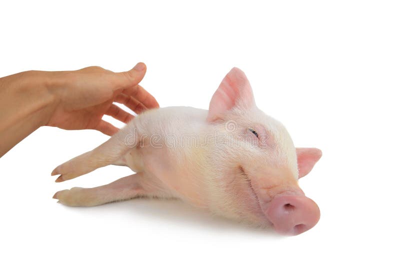 Pig stock image. Image of agriculture, small, meat, piglet - 52460887