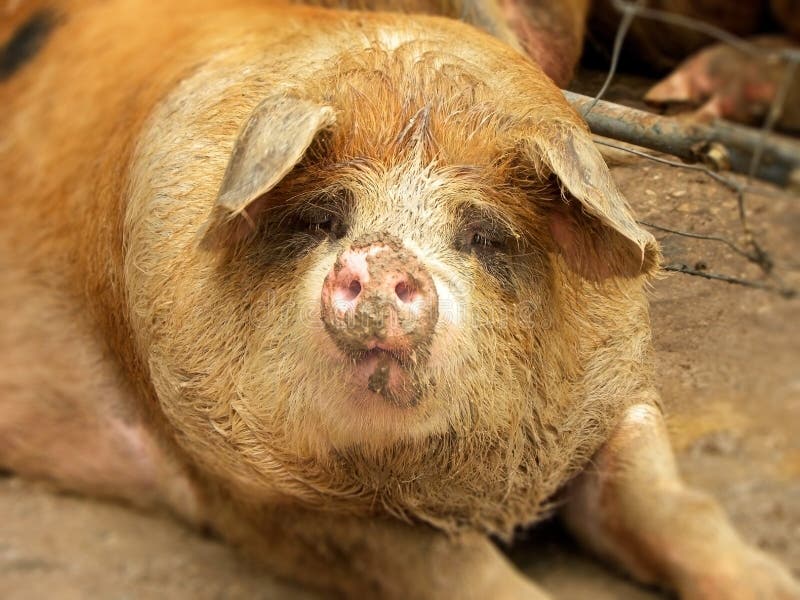 Pig in sty stock image. Image of south, southern, stye - 78379247