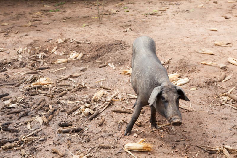 Pig on sty stock image. Image of little, pork, dirty - 52484821