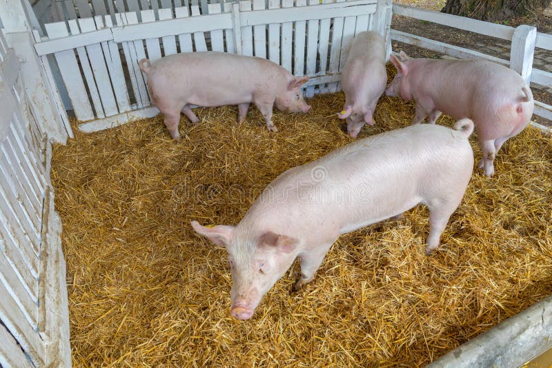 3,279 Sty Photos - Free & Royalty-Free Stock Photos from Dreamstime