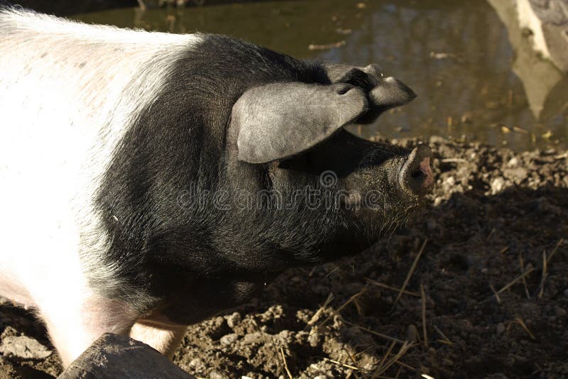 Pig sus domesticus stock image. Image of enormous, ears - 62730059