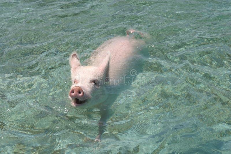 Pig swimming stock photo. Image of outdoors, farm, pink - 1266970