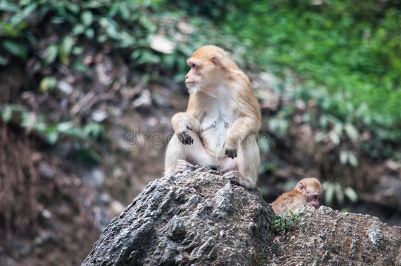 Pig tailed macaque stock photo. Image of nose, primate - 52494866
