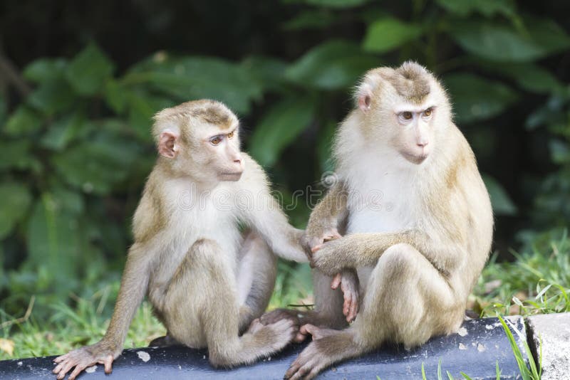 Monkeys whispering secrets stock image. Image of chitchat - 3133709