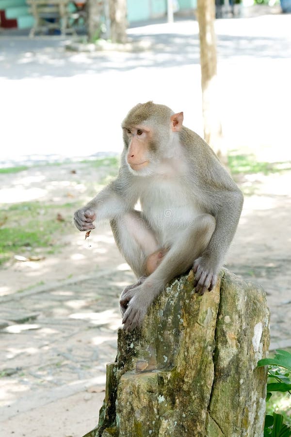 Pig-tailed Macaque, Monkey Stand Stock Image - Image of nature, tailed ...