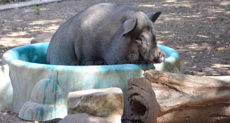 Pig taking his bath stock photo. Image of animal, looking - 157836058