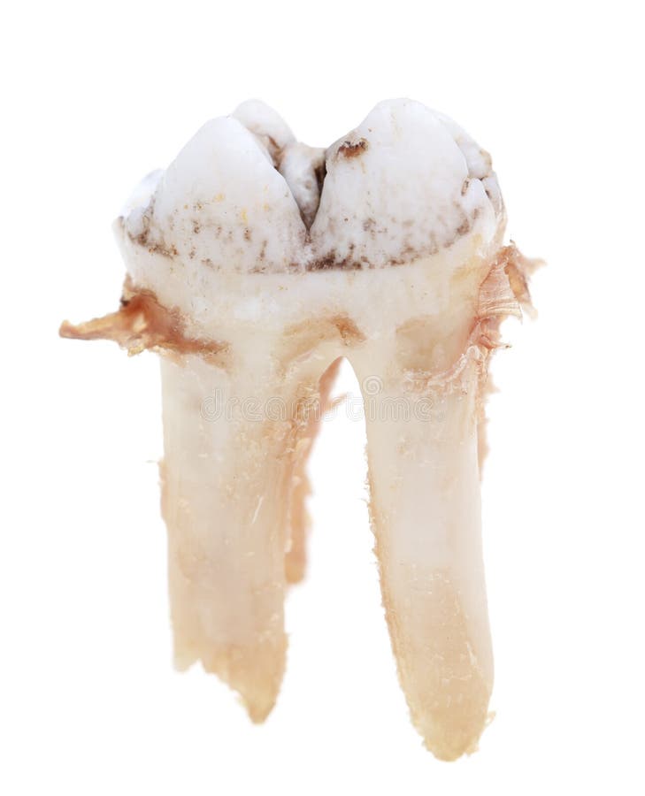 Pig Teeth Isolated on a White Background. Stock Photo - Image of macro ...