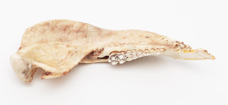 Pig Teeth Isolated on a White Background. Stock Photo - Image of animal ...