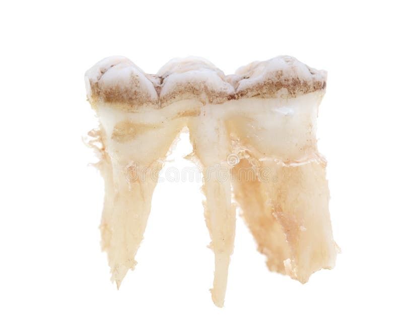 Pig Teeth Isolated on a White Background. Stock Photo - Image of ...