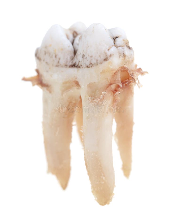 Pig Teeth Isolated on a White Background. Stock Image - Image of fresh ...