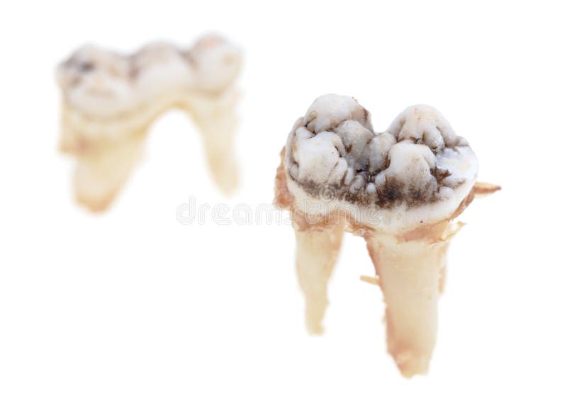 Pig Teeth Isolated on a White Background. Stock Photo - Image of tooth ...