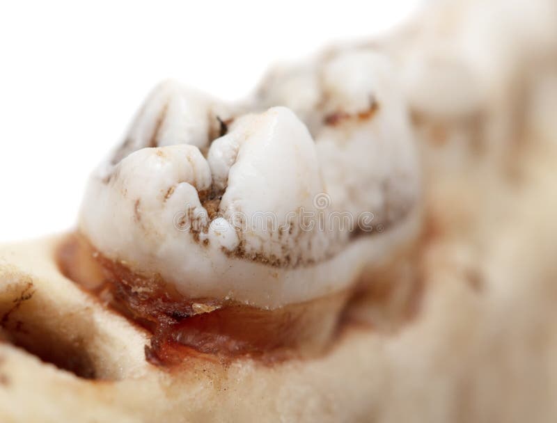 Pig Teeth Isolated on a White Background. Stock Image - Image of teeth ...