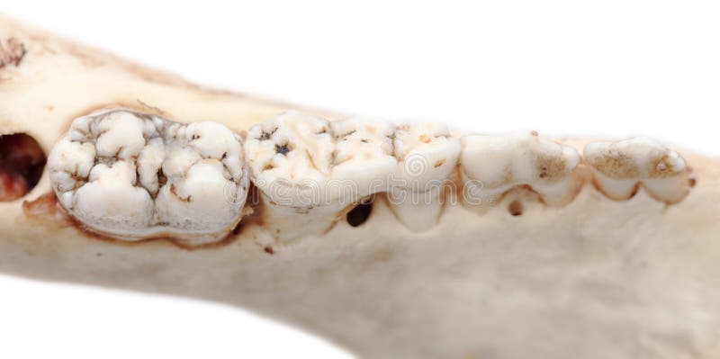 Pig Teeth Isolated on a White Background. Stock Photo - Image of teeth ...