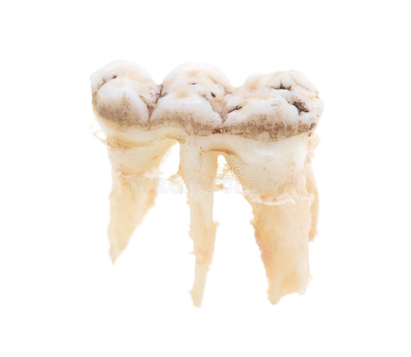 Pig Teeth Isolated on a White Background. Stock Image - Image of people ...