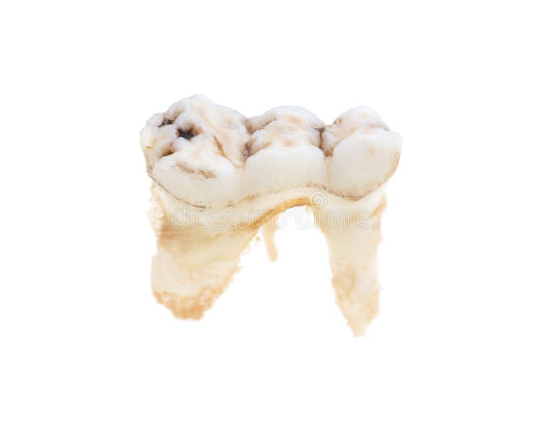 Pig Teeth Isolated on a White Background. Stock Image - Image of bone ...