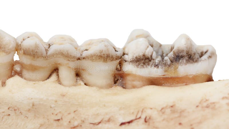 Pig Teeth Isolated on a White Background. Stock Photo - Image of macro ...