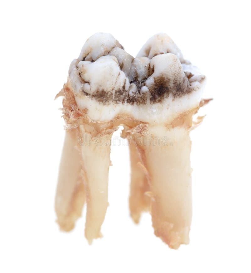 Pig Teeth Isolated on a White Background. Stock Photo - Image of femur ...