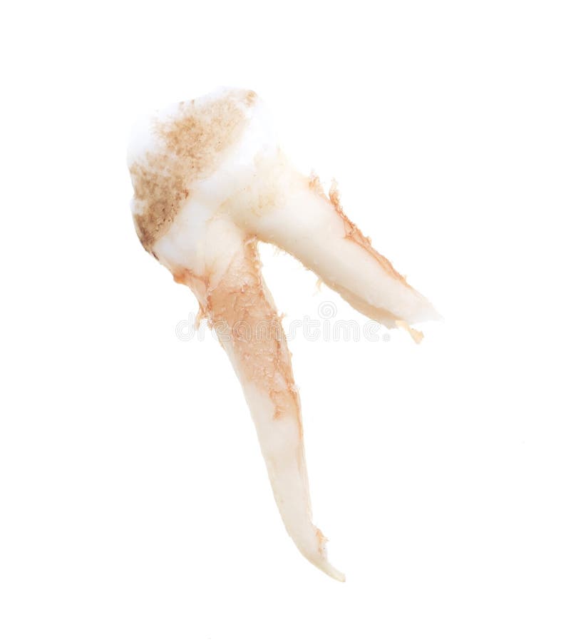 Pig Teeth Isolated on a White Background. Stock Image - Image of ...