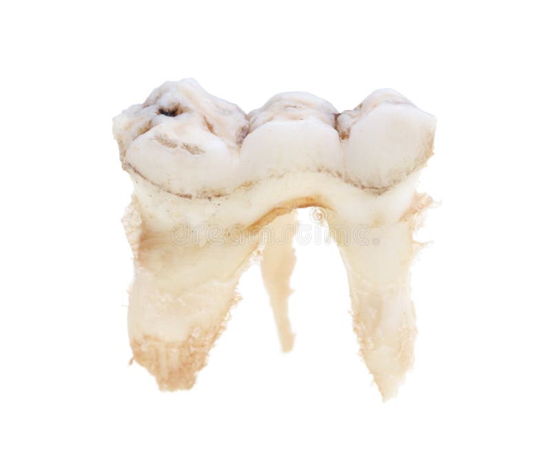 Pig Teeth Isolated on a White Background. Stock Photo - Image of fresh ...