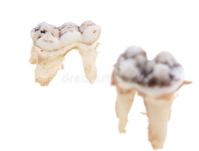 Pig Teeth Isolated on a White Background. Stock Image - Image of ...