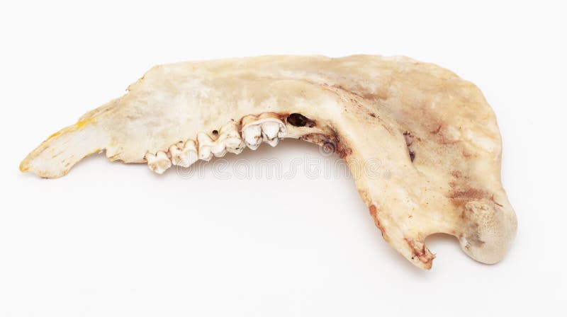 Pig Teeth Isolated on a White Background. Stock Photo - Image of people ...