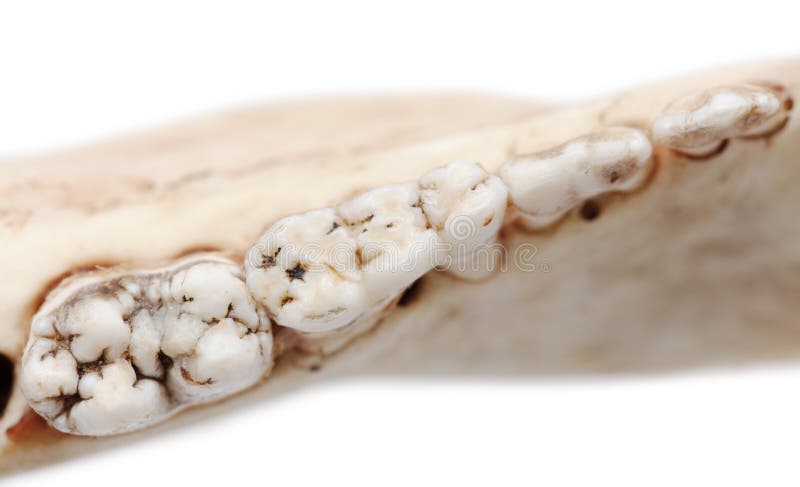Pig Teeth Isolated on a White Background. Stock Image - Image of limb ...