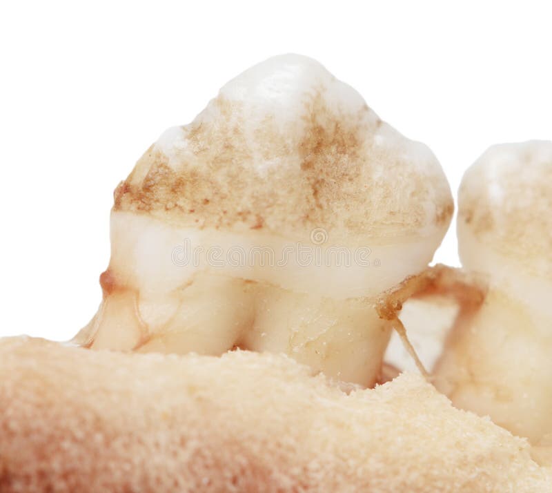 Pig Teeth Isolated on a White Background. Stock Image - Image of fresh ...