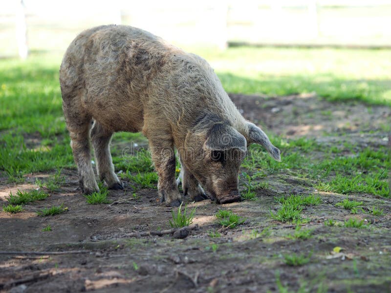 Pig with Thick White Fur is Digging in the Ground Stock Photo - Image ...