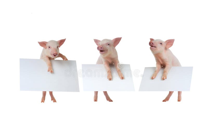Pig stock photo. Image of menu, brown, adorable, cheerful - 54300762