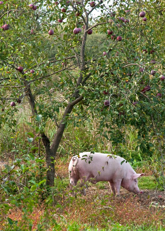 Pig under the apple tree stock image. Image of agriculture - 26954303