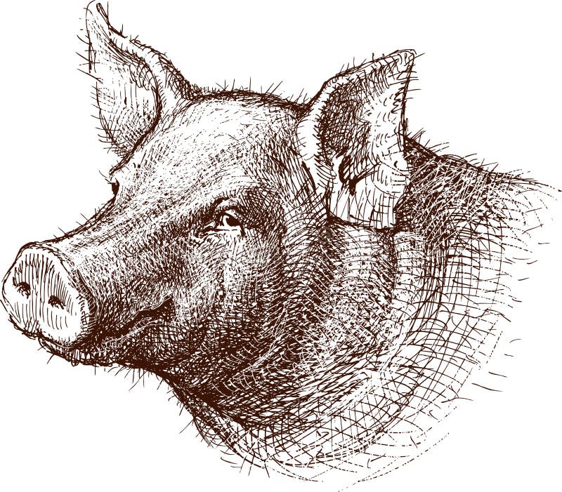 Pig stock vector. Illustration of animal, swine, sketch - 46771965
