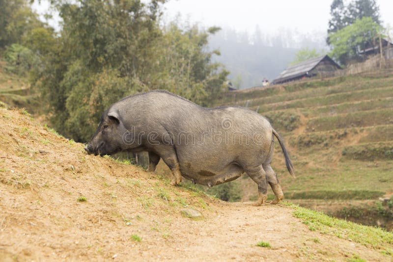 Side View Pig Stock Images - Download 2,025 Royalty Free Photos