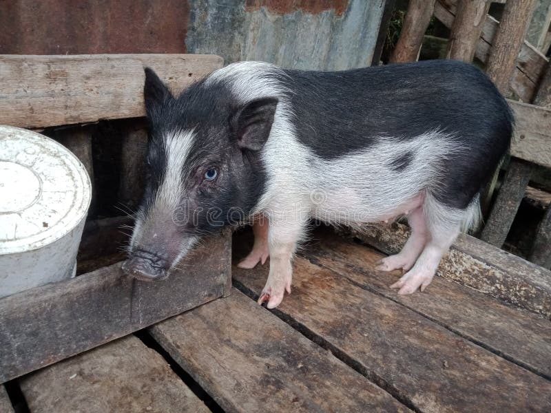 A pig stock photo. Image of waiting, april, master, ngabang - 216016800