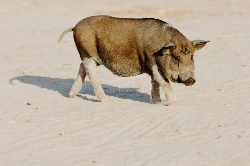 Pig Walking Along a Sandy Path in a Rural Setting Stock Photo - Image ...