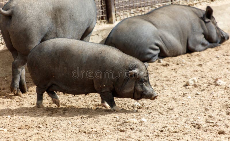A Pig is Walking in a Pen with Other Pigs Stock Photo - Image of wild ...