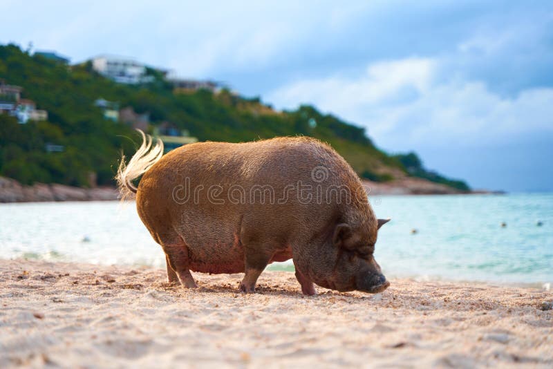 A Pig Walks and Swims in the Sea on an Exotic Beach Stock Photo - Image ...