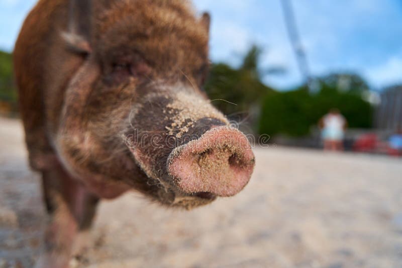 A Pig Walks and Swims in the Sea on an Exotic Beach Stock Image - Image ...