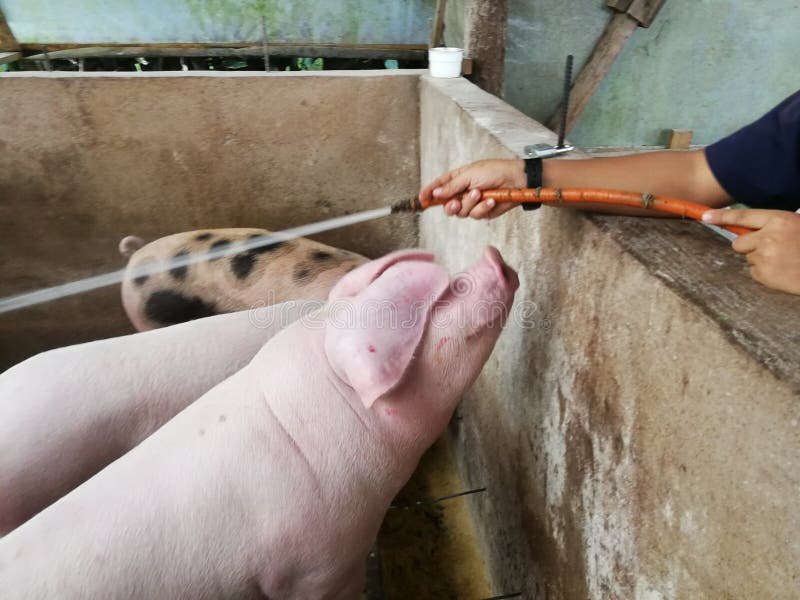 Pig wash. bath a pig stock image. Image of farm, bath - 130714955