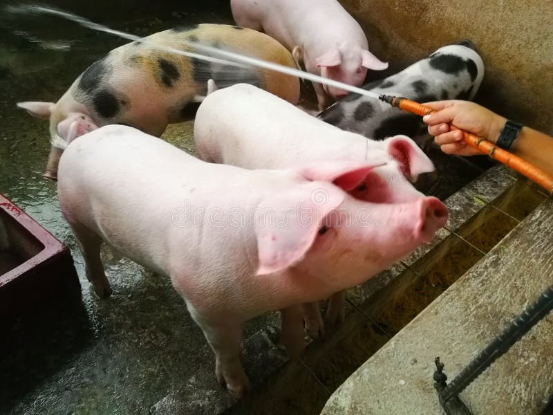 Pig wash. bath a pig stock photo. Image of time, bath - 130714994