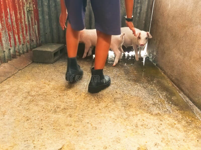 Pig wash. bath a pig stock image. Image of wash, time - 130715095