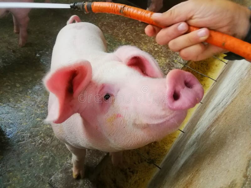 Pig wash. bath a pig stock image. Image of wash, time - 130715095