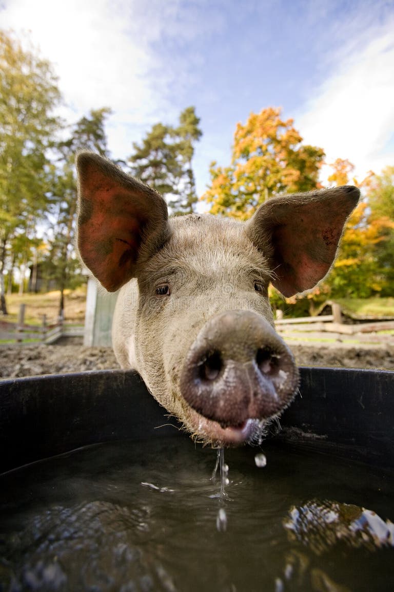 442 Pig Drinking Water Stock Photos - Free & Royalty-Free Stock Photos ...
