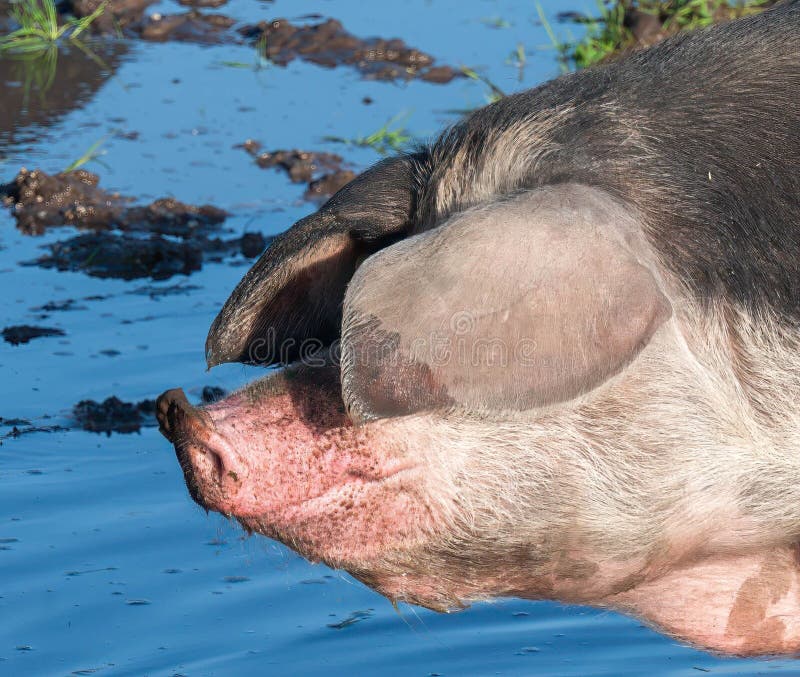 Pig in water close-up stock photo. Image of rural, refreshing - 342761976