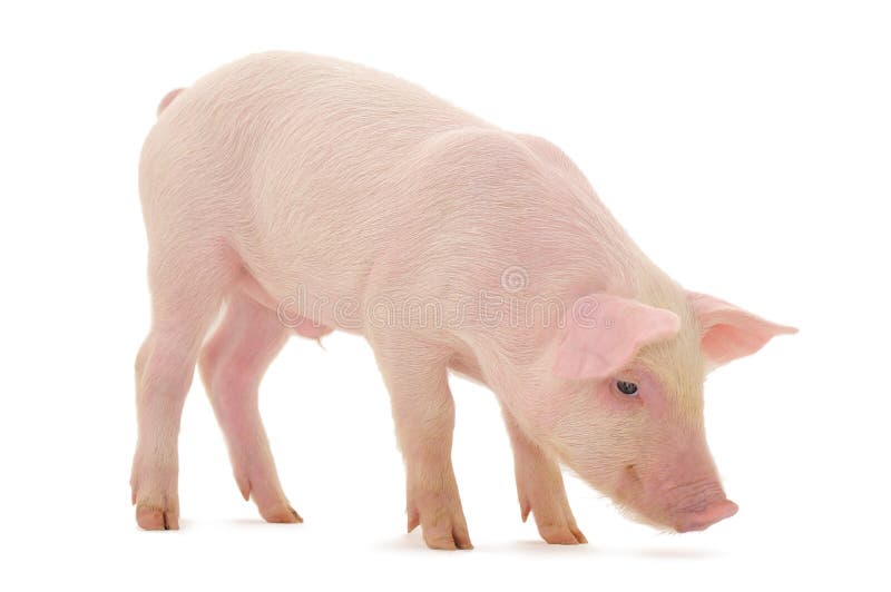 Pig on white stock image. Image of agriculture, piglet - 17631557