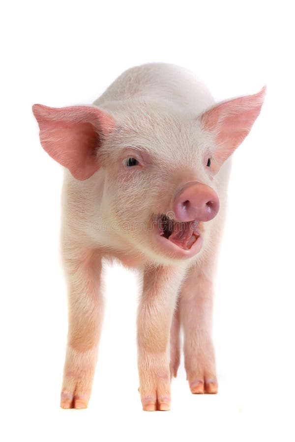 Grunt little pig stock image. Image of curious, color - 64279321