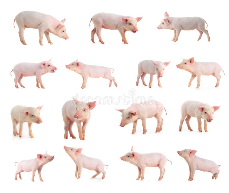 Pig stock photo. Image of rear, shot, animals, livestock - 15350964
